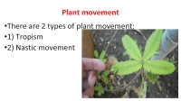 Plant movement