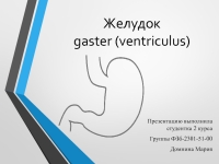 Желудок gaster (ventriculus)