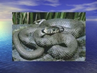 bukva u презентация, доклад